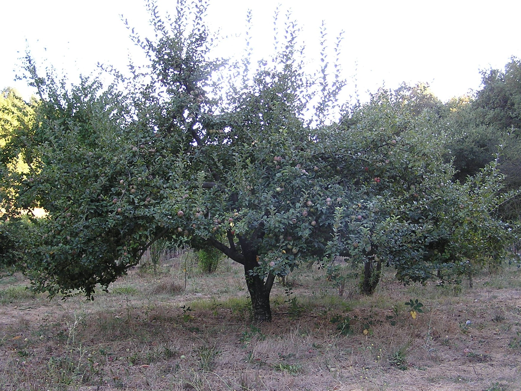 What Qualifies as an Heirloom Fruit Tree?