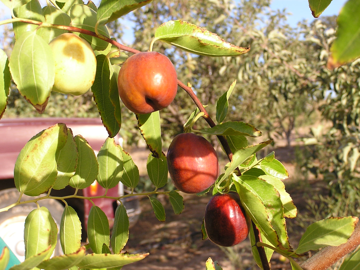 Heirloom Fruit Trees for Home & Farm Trees of Antiquity rooted organic