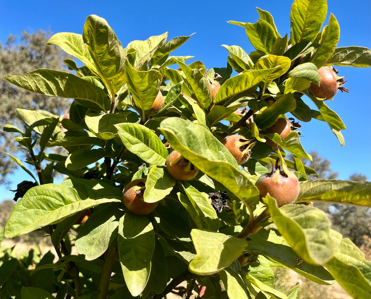 Medlar