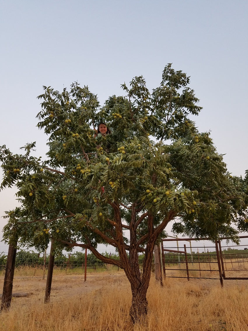 Heirloom Fruit Trees for Home & Farm Trees of Antiquity rooted organic