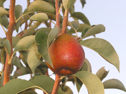Pear Trees