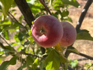 Ozark Gold Apple – Trees of Antiquity