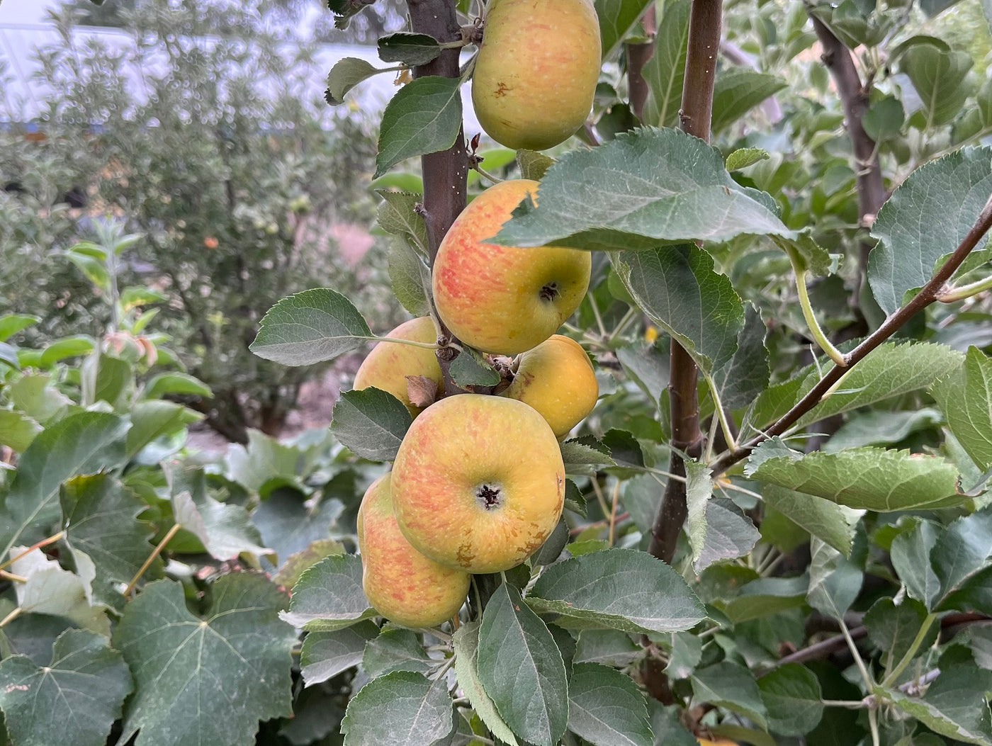 Apple Trees