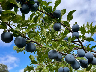 Blue Damson Plum – Trees of Antiquity