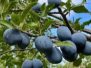 Blue Damson Plum – Trees of Antiquity