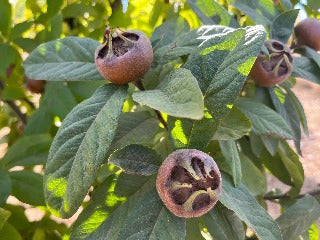 Breda Medlar – Trees of Antiquity