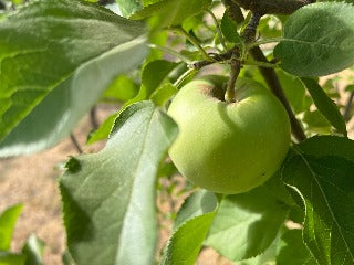 Brock Apple Tree – Trees of Antiquity