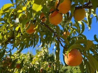 Dixon Clingstone Peach – Trees of Antiquity