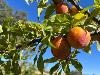 Flavor Grenade Pluot – Trees of Antiquity