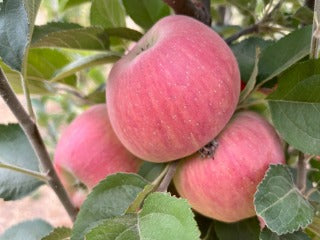 Freedom Apple Tree – Trees of Antiquity