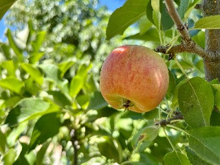 Gala Apple Tree In Bloom