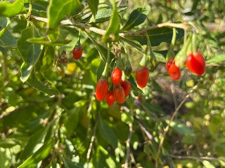 Goji Berry – Trees of Antiquity