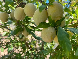 Yellow Plum Trees Golden Nectar Plum Tree For Sale | NatureHills.com