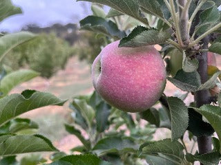 Apple Trees – Page 3 – Trees of Antiquity