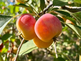 Hewes Virginia Crab – Trees of Antiquity