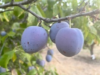 Italian Plum – Trees of Antiquity