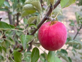 Jonathan Apple Tree – Trees of Antiquity