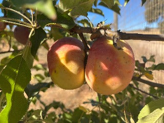 Katharine Apple Tree – Trees of Antiquity