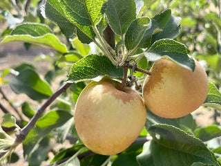 Kerry Irish Pippin – Trees of Antiquity