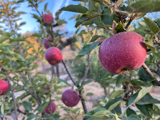 King David Apple – Trees of Antiquity