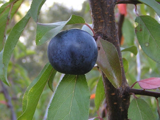 Plum Trees – Trees of Antiquity