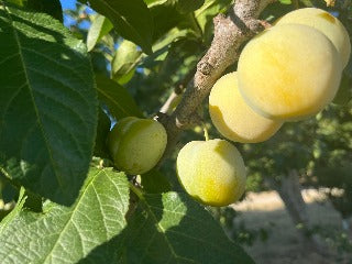 Plum Trees – Trees of Antiquity