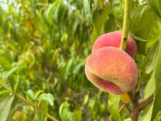 Indian Blood Peach – Trees of Antiquity