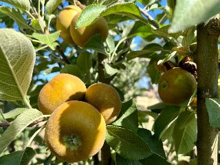 St. Edmunds Pippin – Trees of Antiquity