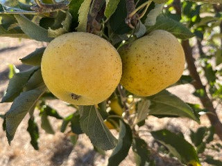 Swaar Apple Tree – Trees of Antiquity