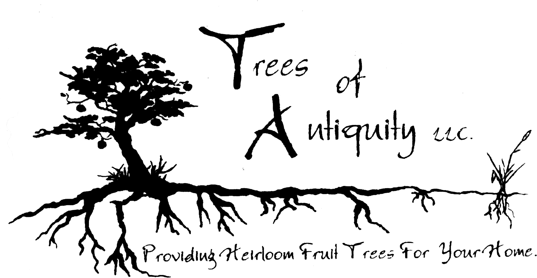 Heirloom Fruit Trees for Home & Farm Trees of Antiquity rooted organic