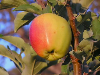Anna Apple Tree – Trees of Antiquity