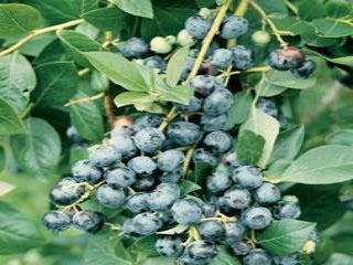 Reka Blueberry – Trees of Antiquity