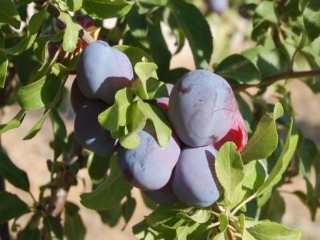 Weeping Santa Rosa Plum – Trees of Antiquity