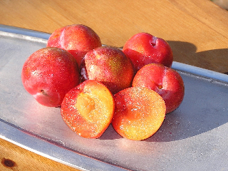 Weeping Santa Rosa Plum – Trees of Antiquity