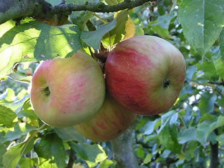 Apple Trees – Page 6 – Trees of Antiquity