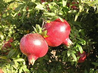 Angel Red Pomegranate – Trees of Antiquity