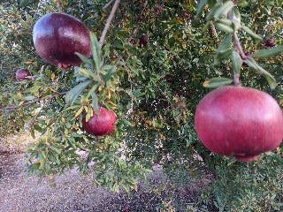Angel Red Pomegranate – Trees of Antiquity