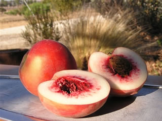 Suncrest Peach – Trees of Antiquity