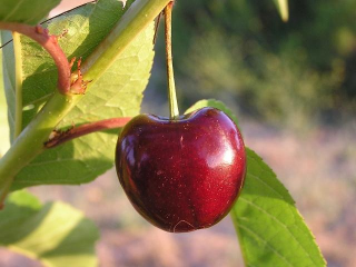 Utah Giant Cherry – Trees of Antiquity