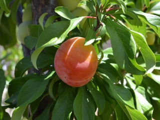 Dapple Dandy Pluot – Trees of Antiquity
