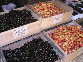 Napoleon Cherry – Trees of Antiquity