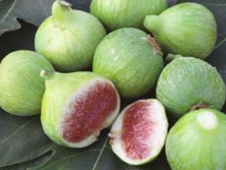 Conadria Fig – Trees of Antiquity