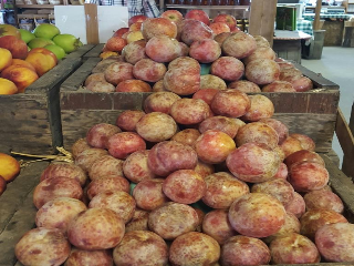 Dapple Dandy Pluot – Trees of Antiquity