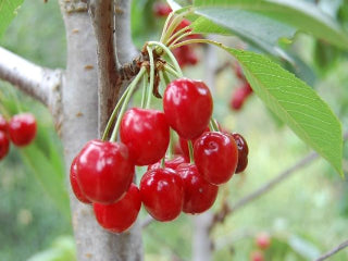 Cherry Trees – Trees of Antiquity