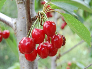 Napoleon Cherry – Trees of Antiquity