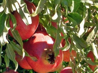 Eversweet Pomegranate – Trees of Antiquity