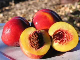 Independence Nectarine – Trees of Antiquity
