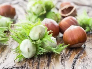 Hazelnut Filbert Jefferson – Trees of Antiquity