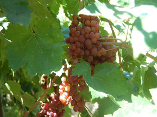 Flame Grape – Trees of Antiquity