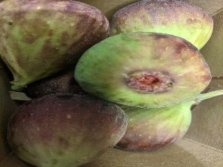 Flanders Fig – Trees of Antiquity